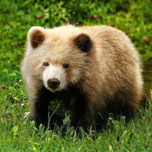 Haven/Fauna | Amaranth Legacy Wiki | Fandom