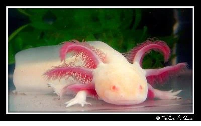 Axolotl Metamorphosis