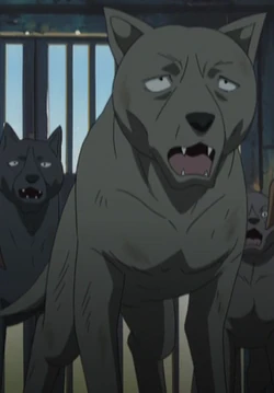 Kennel Dog | Spanish Ginga Wiki | Fandom
