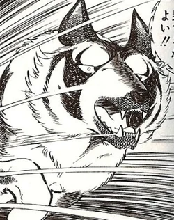 Raiga | Spanish Ginga Wiki | Fandom