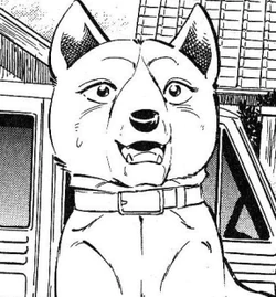 Yamabuki | Spanish Ginga Wiki | Fandom