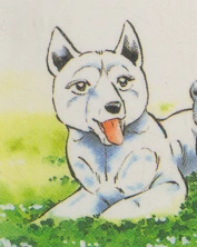 Sakura | Spanish Ginga Wiki | Fandom