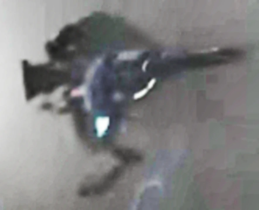 Forklift Camera Drone | Speaker Invaders Wiki | Fandom