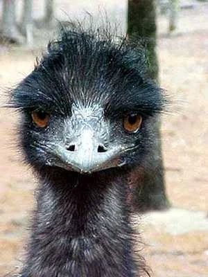 Emu | Spearbreakers Wiki | Fandom