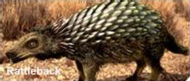 Rattleback | Speculative Evolution Wiki | Fandom