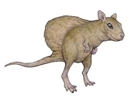 Seiru | Speculative Evolution Wiki | Fandom