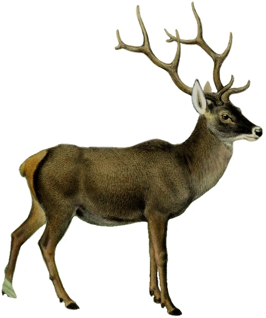 Lieran white-lipped deer (Liera) | Speculative Evolution Wiki | Fandom