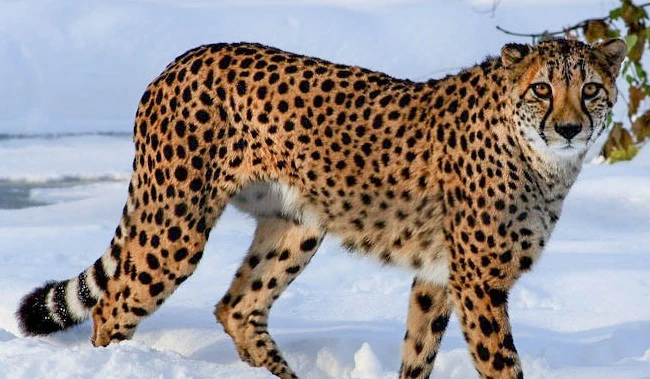Russian Cheetah (New Pleistocene) | Speculative Evolution Wiki | Fandom