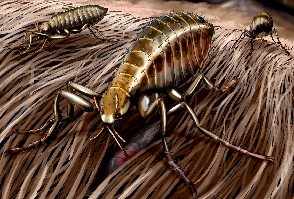 Griffin flea (Liera) | Speculative Evolution Wiki | Fandom