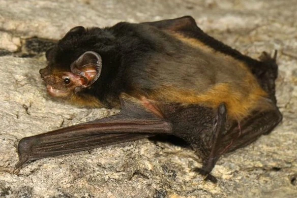 New Zealand wattled bat (SciiFii) | Speculative Evolution Wiki | Fandom