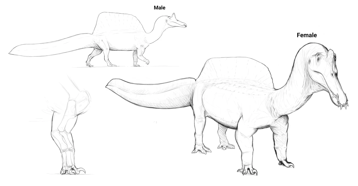 Tepuaspinus (Liera) | Speculative Evolution Wiki | Fandom
