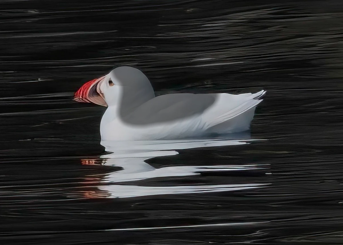 Flightless puffin (Liera) | Speculative Evolution Wiki | Fandom