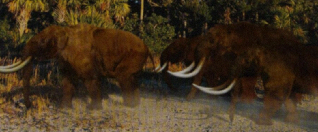 Ancient Island mastodons | Speculative Evolution Wiki | Fandom