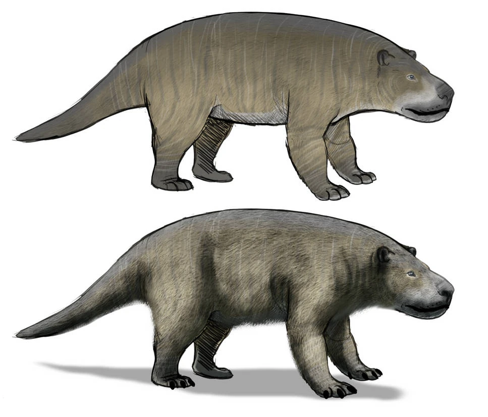 Xenarthra Australia Speculative Evolution Wiki Fandom Heron (Project: