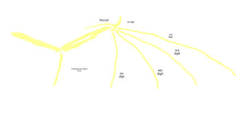 Mu Aphanosauria: Draconia | Speculative Evolution Wiki | Fandom