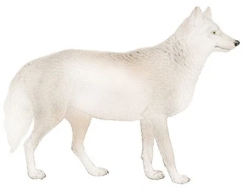 Icelandic wolf (Ultra-Pleistocene) | Speculative Evolution Wiki | Fandom