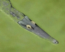 Allocene reptiles | Speculative Evolution Wiki | Fandom