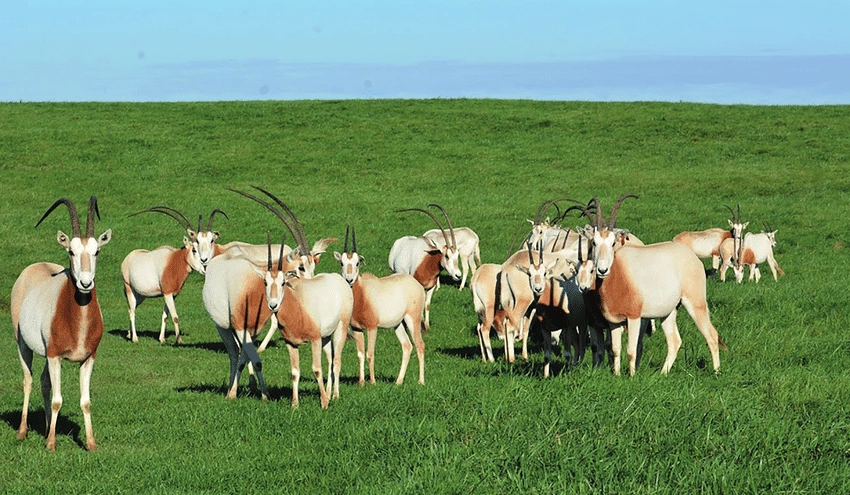 Laurasian scimitar oryxes | Speculative Evolution Wiki | Fandom