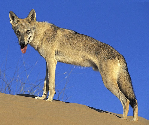 North African gray wolf (New Pleistocene) | Speculative Evolution Wiki ...