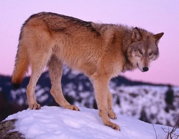 Albion wolves | Speculative Evolution Wiki | Fandom