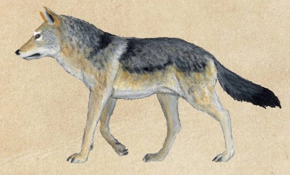 Devor joboan (Liera) | Speculative Evolution Wiki | Fandom