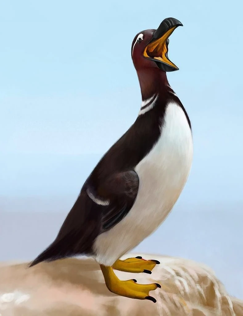 North Agran giant auk (Liera) | Speculative Evolution Wiki | Fandom