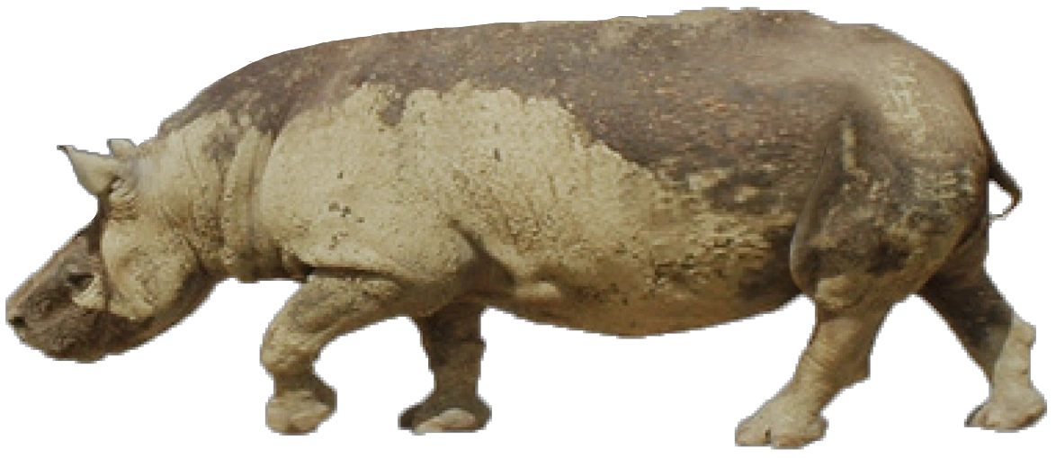 Common water rhinoceros (Liera) | Speculative Evolution Wiki | Fandom