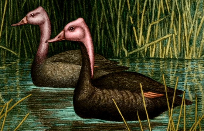 Great diving duck (Liera) | Speculative Evolution Wiki | Fandom