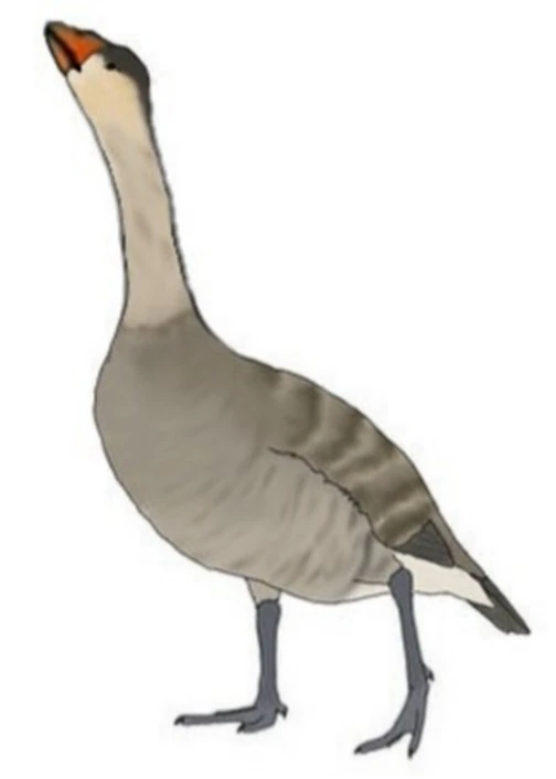 Greater giant ground duck (Liera) | Speculative Evolution Wiki | Fandom