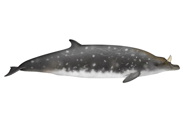 Tusked beaked whale (Liera) | Speculative Evolution Wiki | Fandom