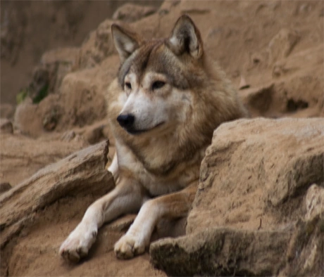 Southern Asian gray wolf (New Pleistocene) | Speculative Evolution Wiki ...
