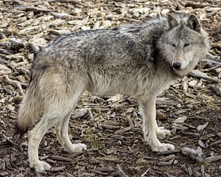 Anurican wolves | Speculative Evolution Wiki | Fandom