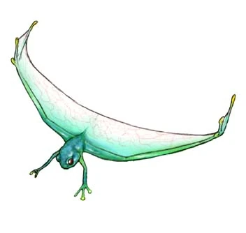 Frog Rider | Speculative Evolution Wiki | Fandom