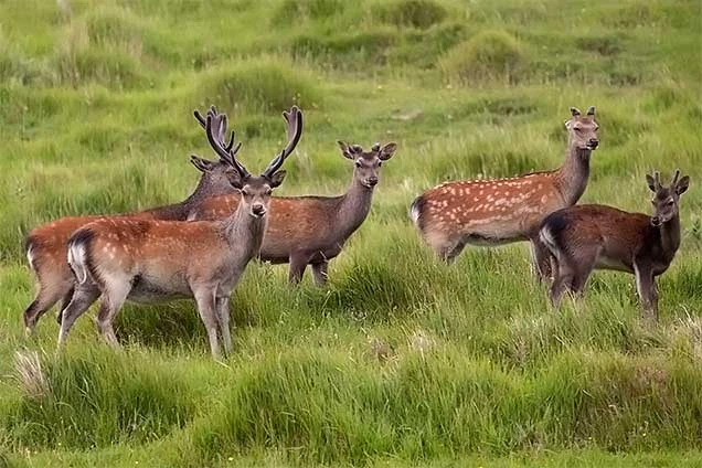 Laurasian fallow deer | Speculative Evolution Wiki | Fandom