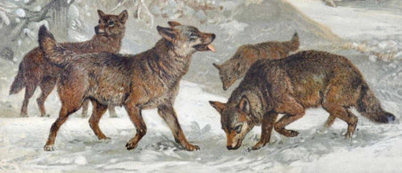 Therian wolf (Aether) | Speculative Evolution Wiki | Fandom