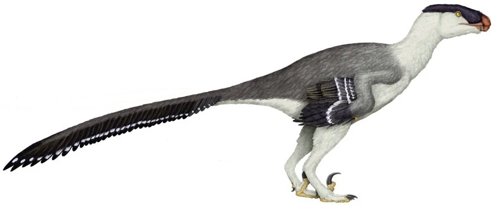 Saint Begren Island goblin (Liera) | Speculative Evolution Wiki | Fandom