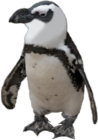 Antarctic banded penguin (SciiFii World) | Speculative Evolution Wiki ...