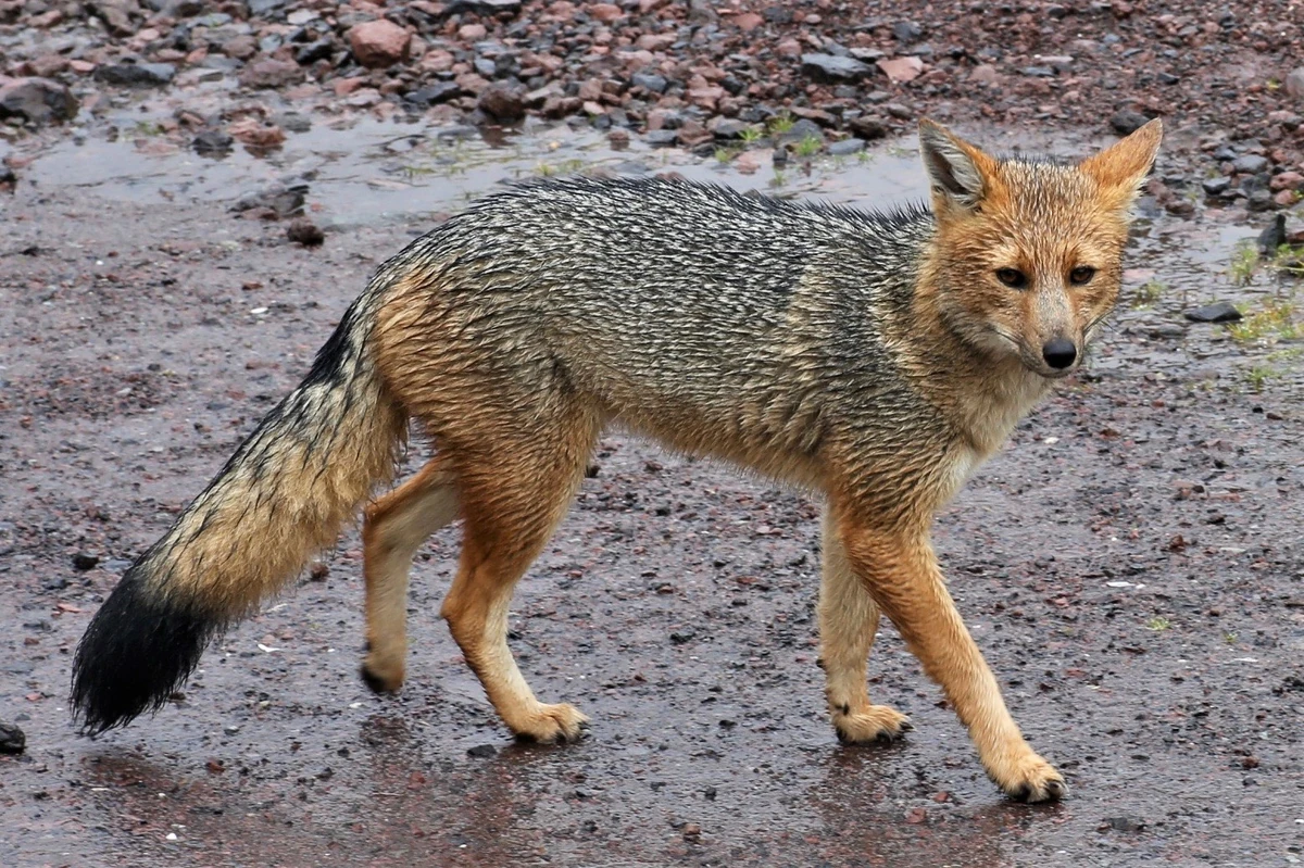 African fox (New pleistocene) | Speculative Evolution Wiki | Fandom