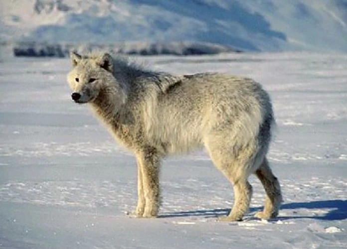 Yule wolves | Speculative Evolution Wiki | Fandom