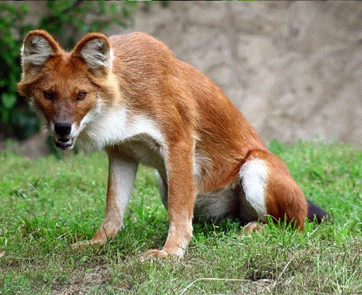 South African dhole (Ultra-Pleistocene) | Speculative Evolution Wiki ...