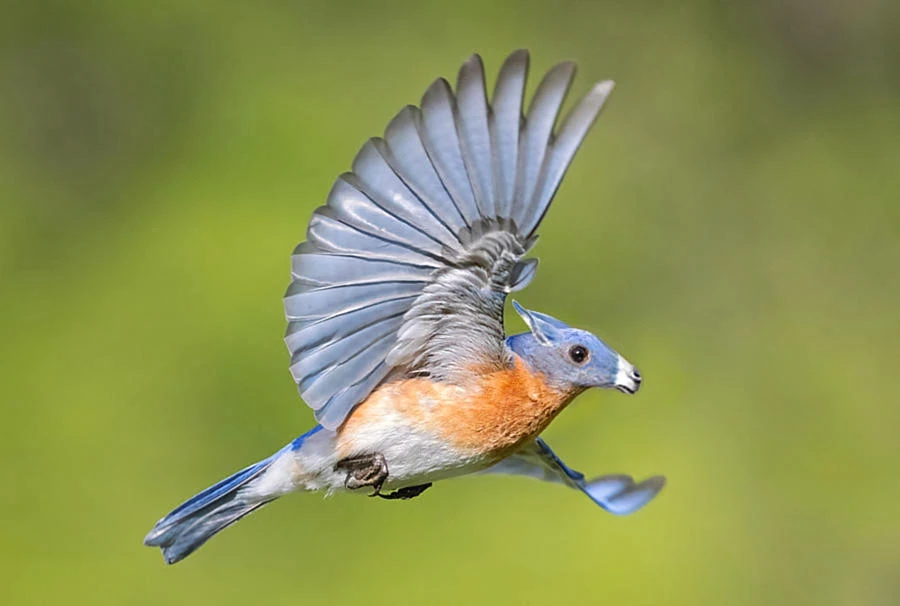 Flutterfoal | Speculative Evolution Wiki | Fandom