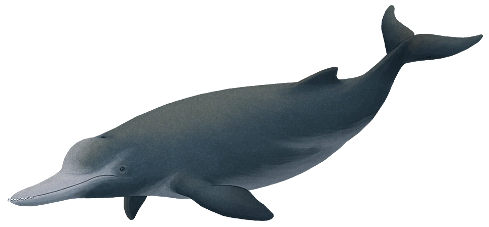 Razor-toothed dolphin (Liera) | Speculative Evolution Wiki | Fandom