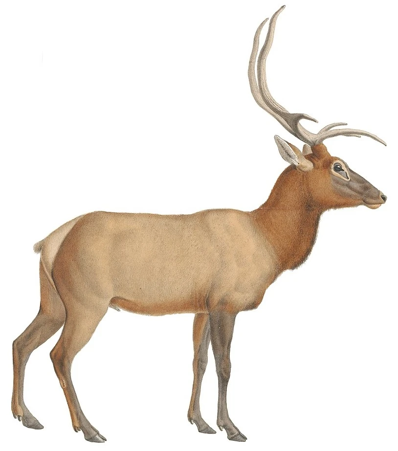 Lieran elk (Liera) | Speculative Evolution Wiki | Fandom