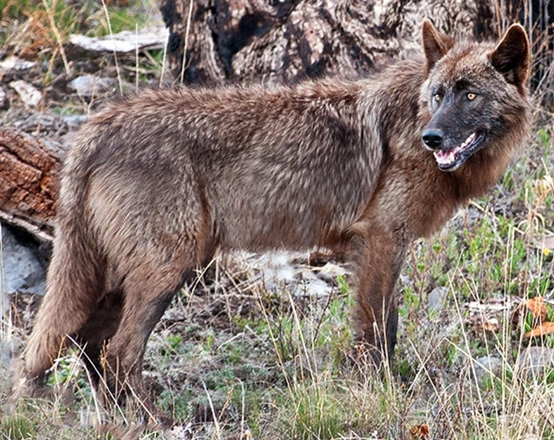 Mesolaurasian wolf (Aglaia) | Speculative Evolution Wiki | Fandom