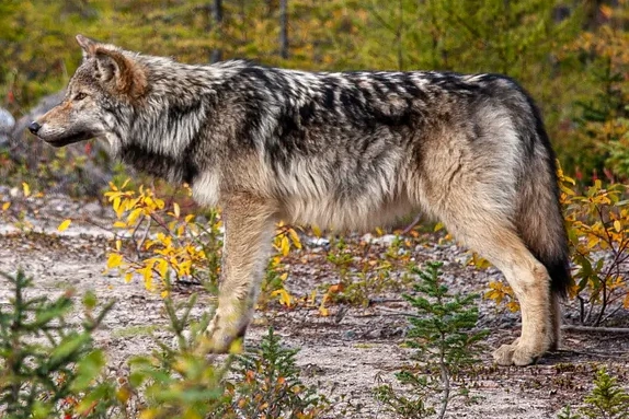 Ancient Mountain wolves | Speculative Evolution Wiki | Fandom