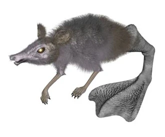 Elephant Shrew (Jumping Rat) | Speculative Evolution Wiki | Fandom