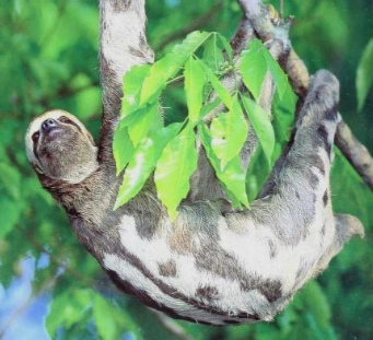 Neopangean common tree sloth (Liera) | Speculative Evolution Wiki | Fandom