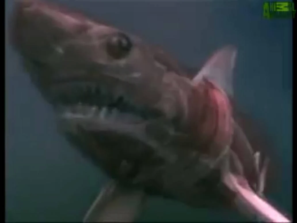 Coral Shark | Speculative Evolution Wiki | Fandom