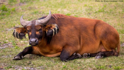 Californian forest buffalo (New Pleistocene) | Speculative Evolution ...