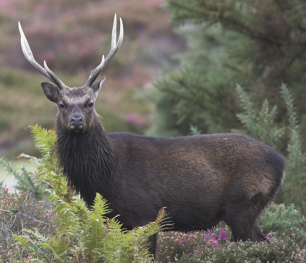Californian forest sika deer (New Pleistocene) | Speculative Evolution ...